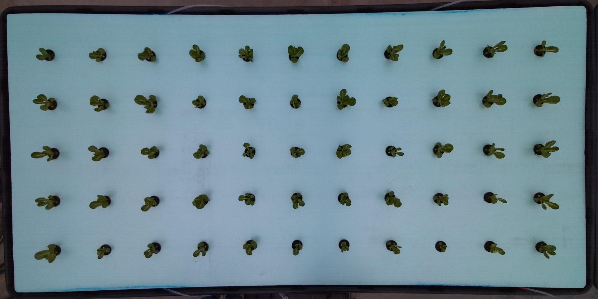 Plant Detection DWC Instance Segmentation Model by University of Georgia