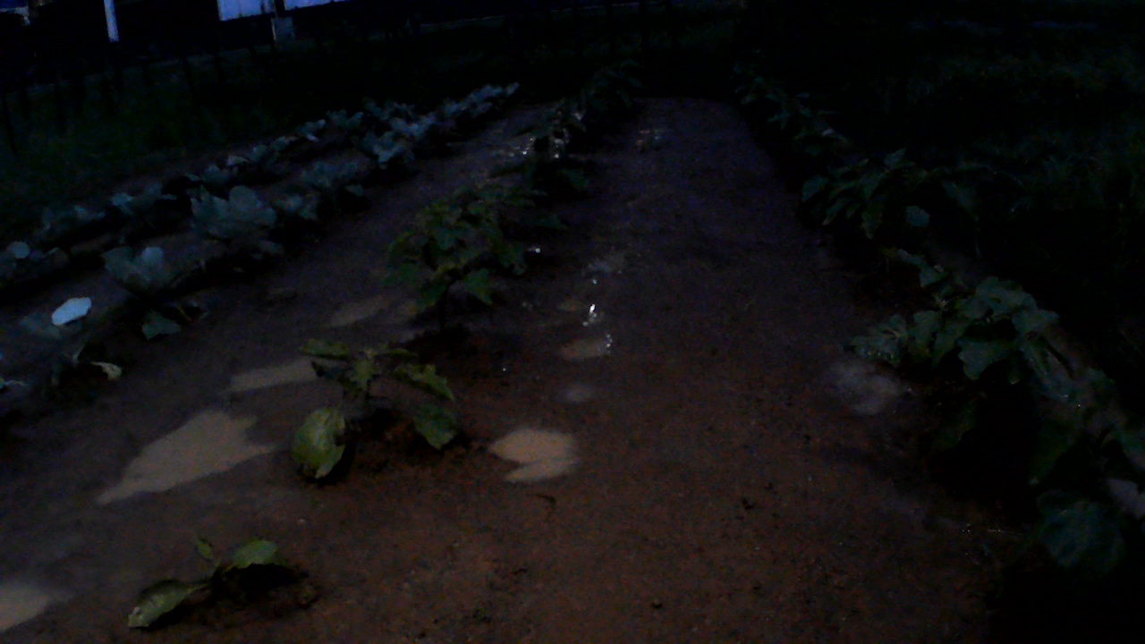 SPARROW Instance Segmentation Dataset and Pre-Trained Model by Perception