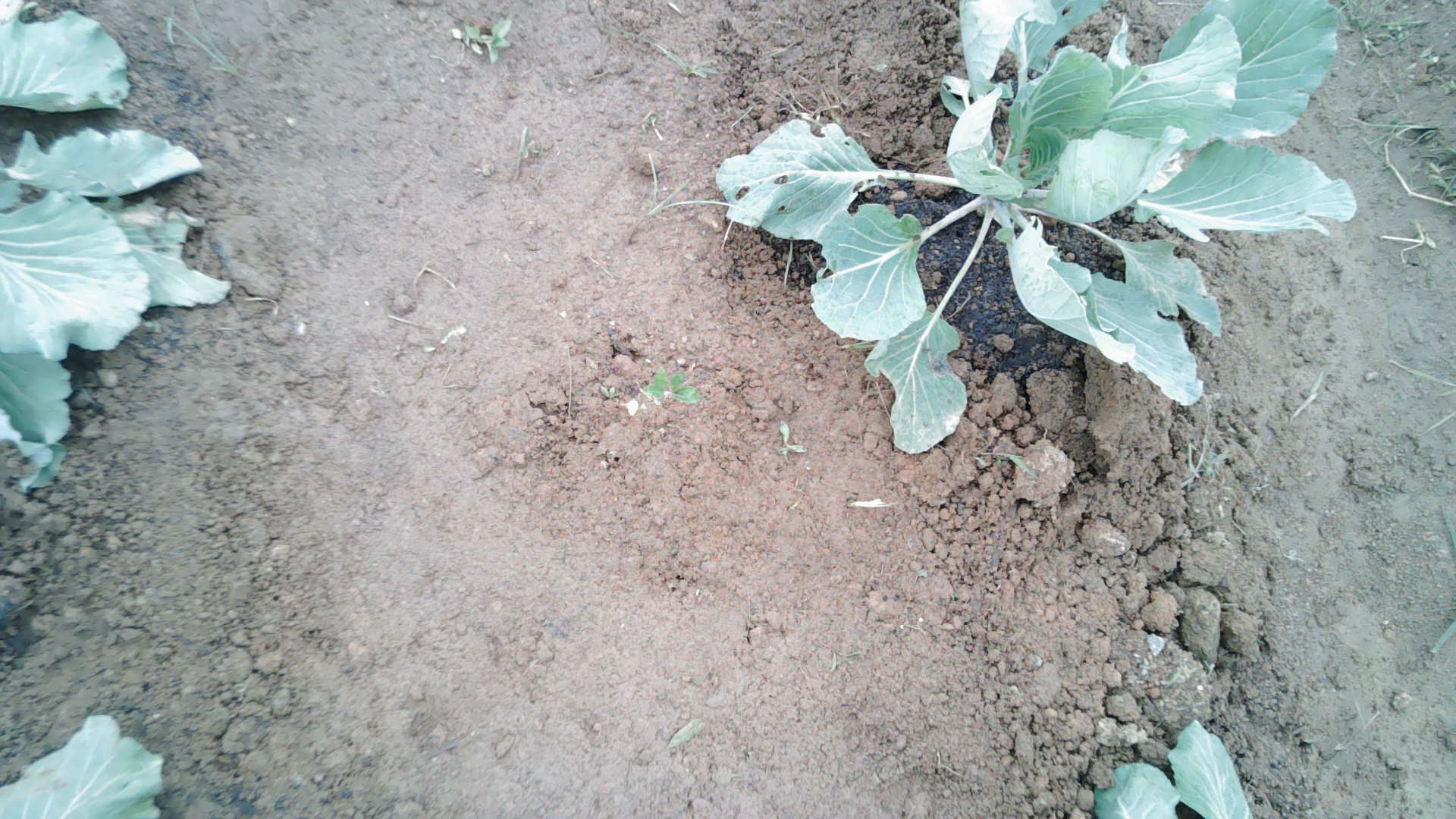 Weed Detection Instance Segmentation Dataset By Perception