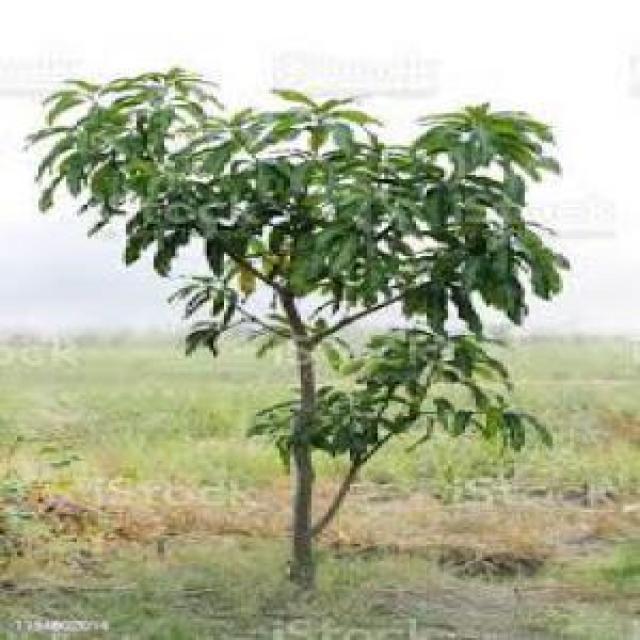 Tree Detection Model Object Detection Dataset And Pre Trained Model By
