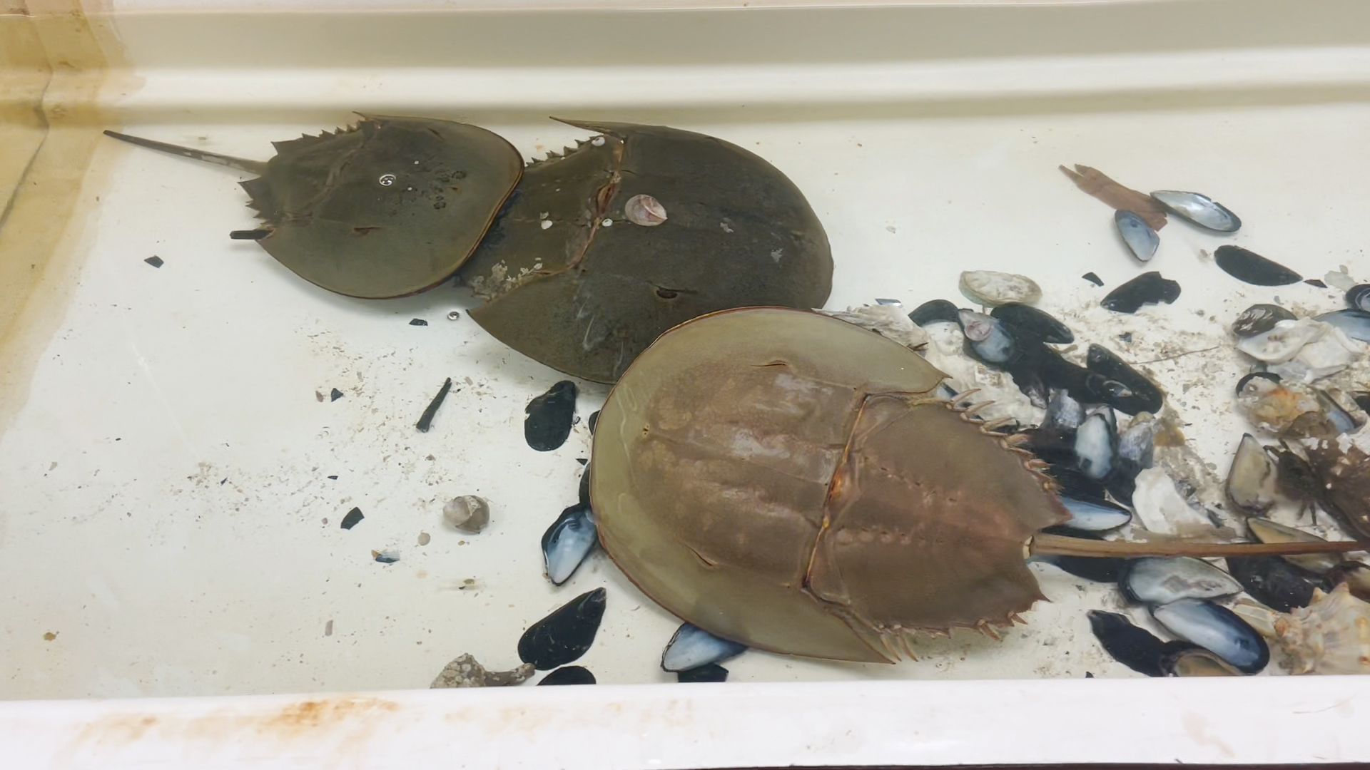 Crabs Object Detection Dataset By Collin C