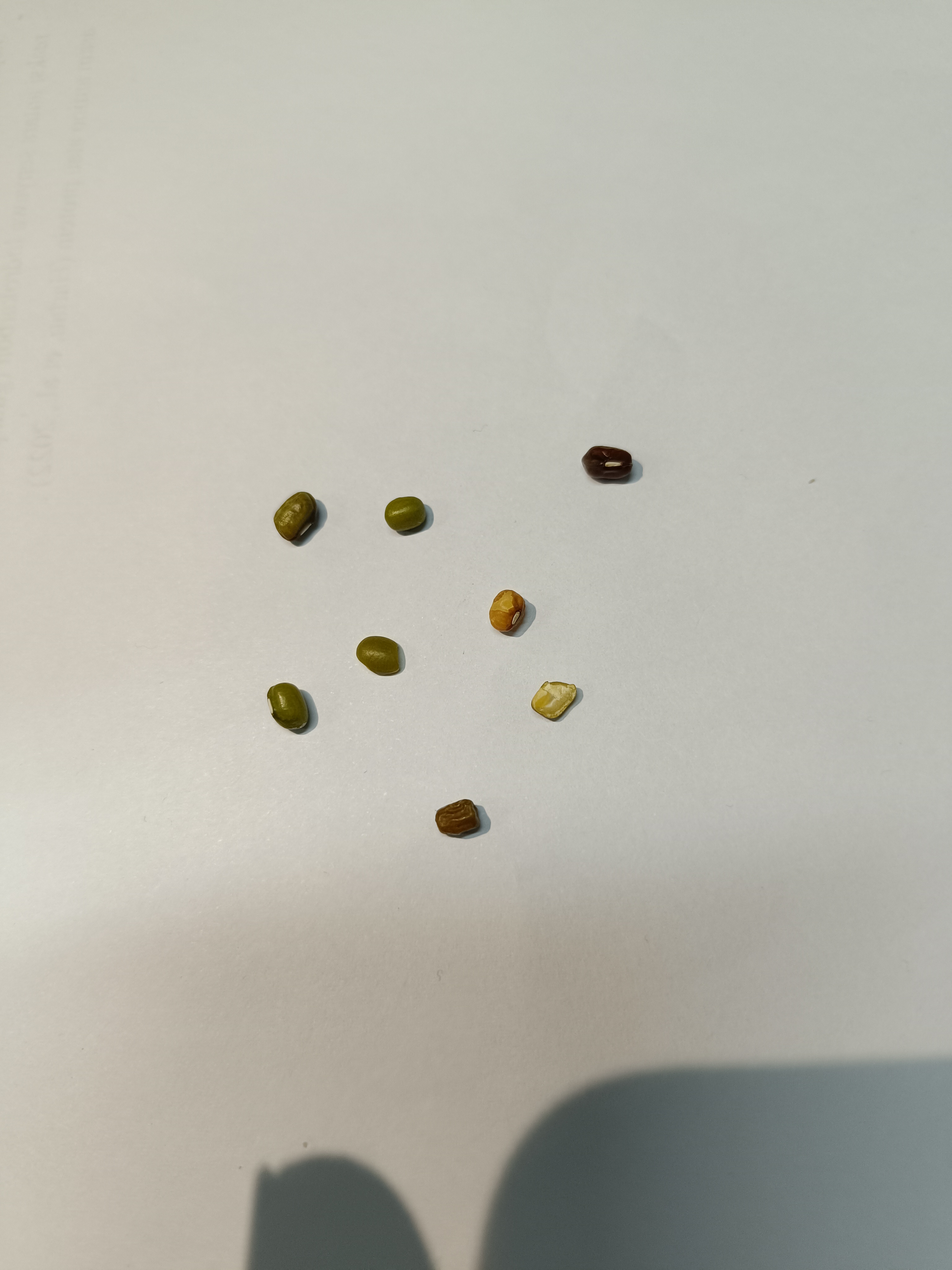 Deteksi Mutu Kacang Hijau Object Detection Model by Agac