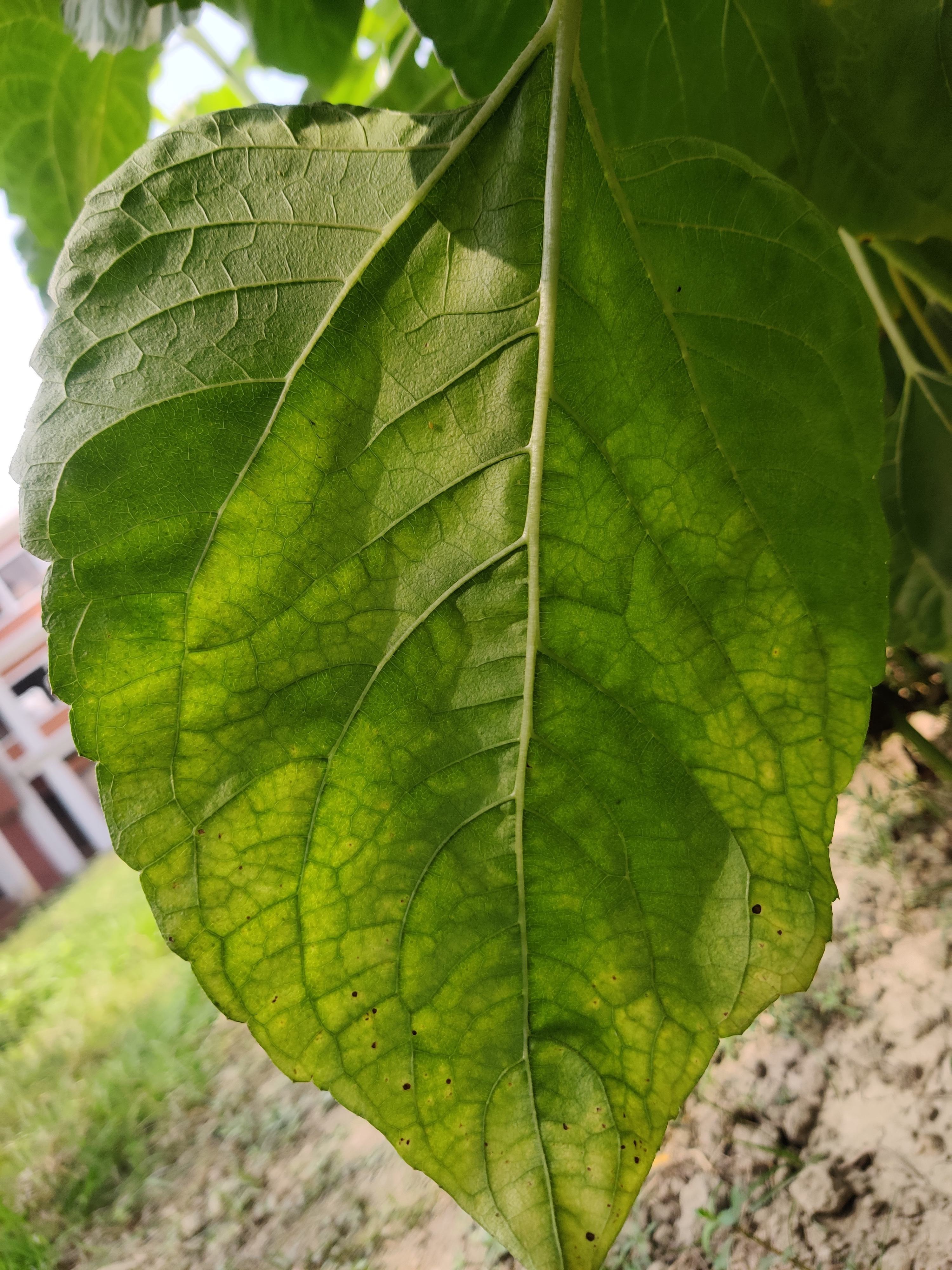 Sunflower Dataset And Pre Trained Model By Tinikely