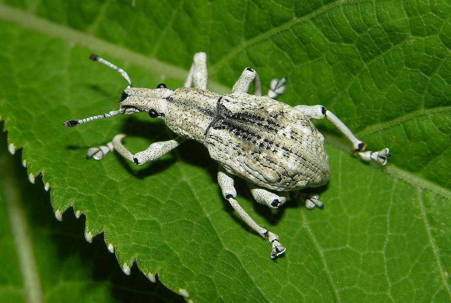 Pest Vision Major Object Detection Model by Pest Vision Major