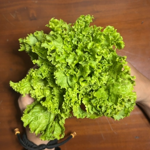Lettuce Detection Instance Segmentation Dataset And Pre Trained Model 8721