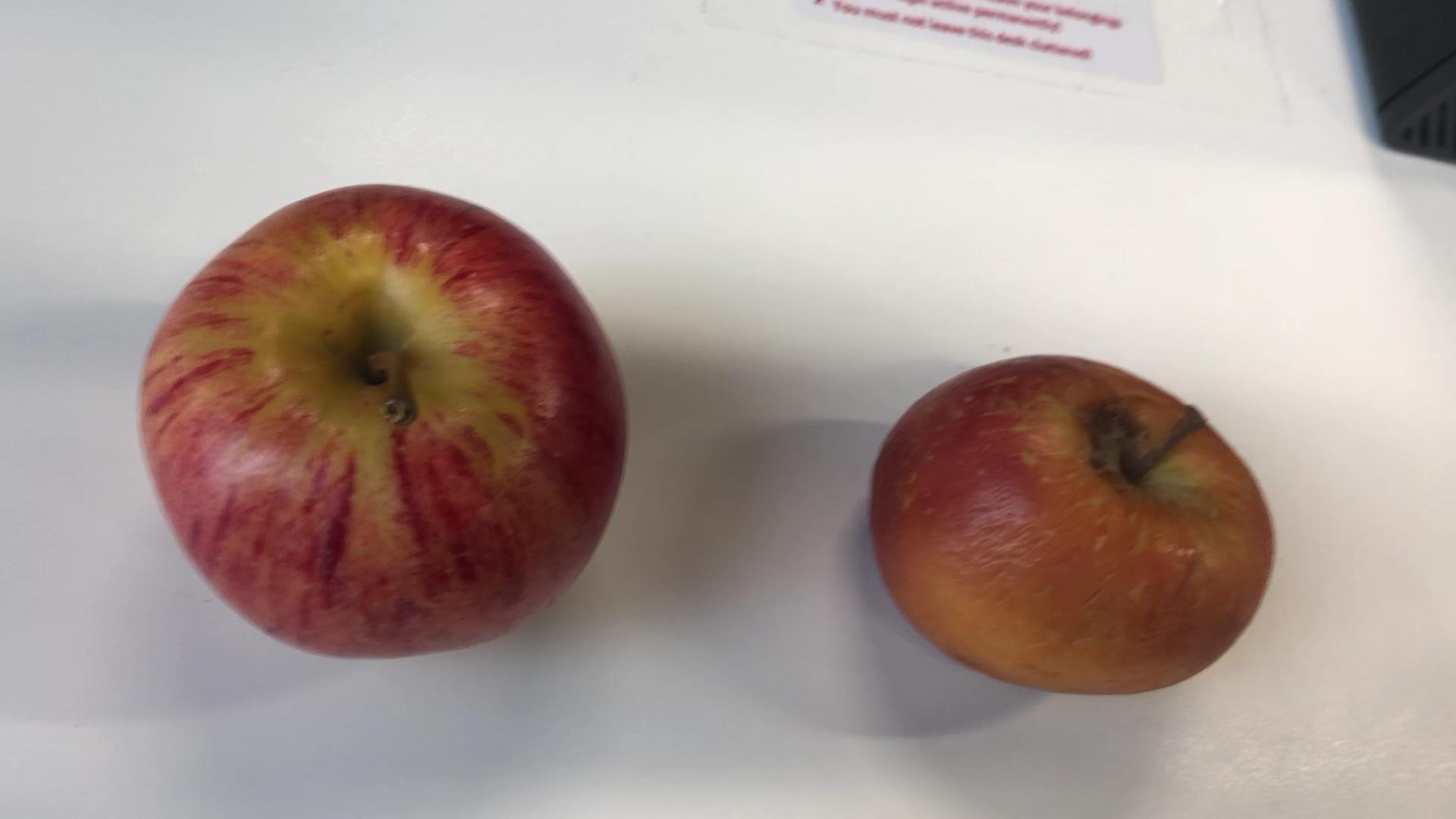 Appel Ripeness Detection Object Detection Dataset By Semanticsegmantation