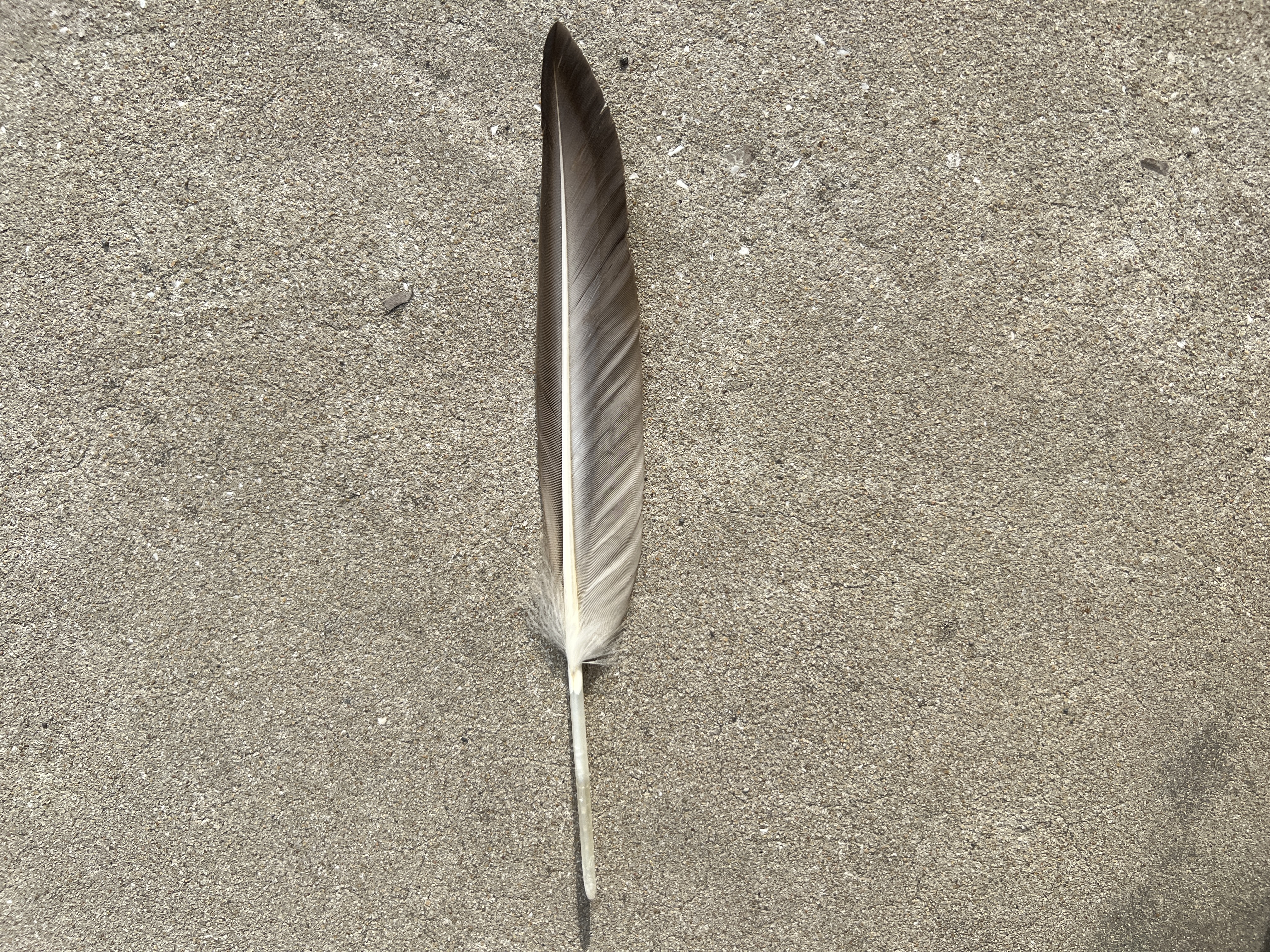 feather Object Detection Dataset by wcy