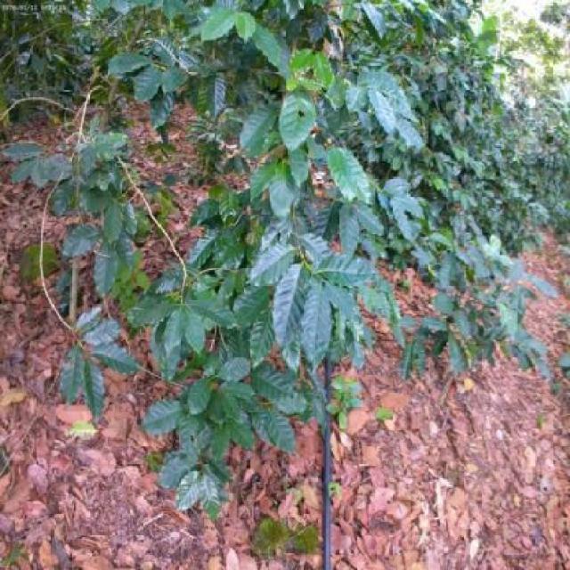 CAFE OTRA VEZ? Object Detection Dataset by CAFEEEE PRUEBA 34567000000