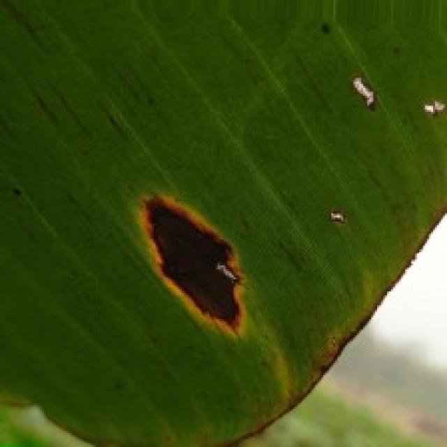 try Object Detection Dataset and Pre-Trained Model by SemangatTA