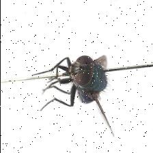 fly Object Detection Model by bordo