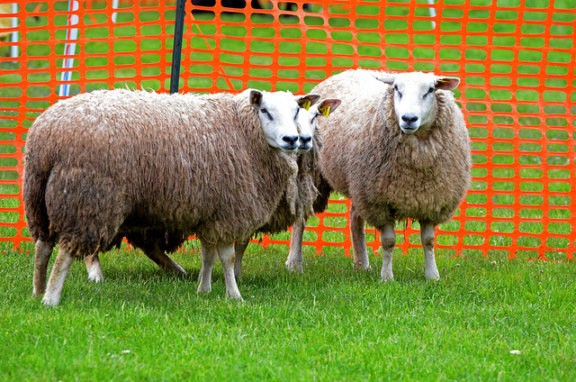 Sheep Detection New Object Detection Dataset By Tagem