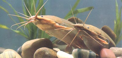 taiwan freshwater fish Classification Model by taiwan freshwater fish