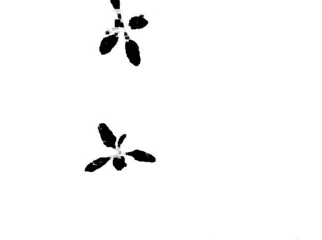 Final Weed detection Object Detection Dataset and Pre-Trained Model by Pranay Lendave