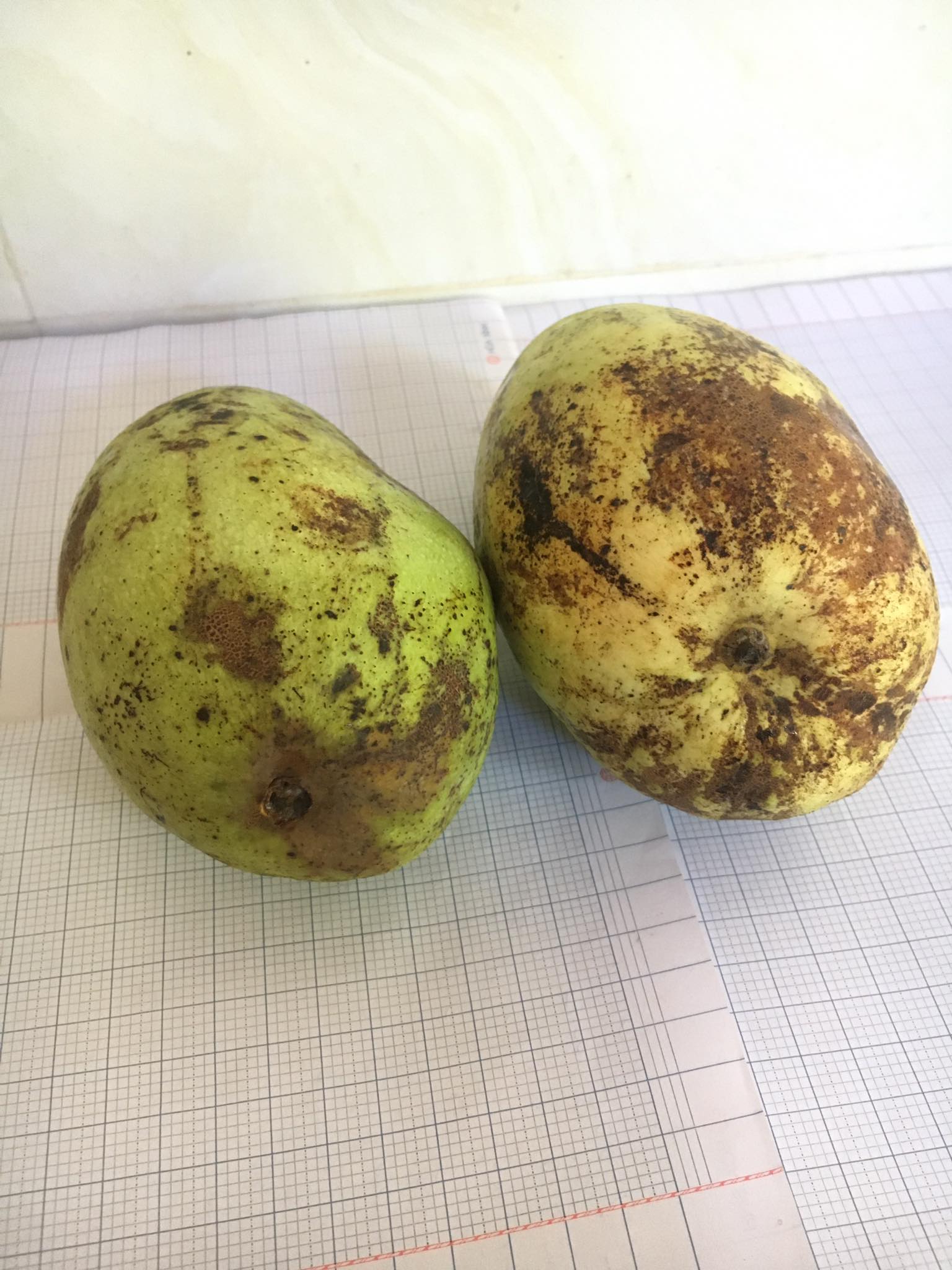 Dataset1 Mango Object Detection Dataset And Pre Trained Model By Project