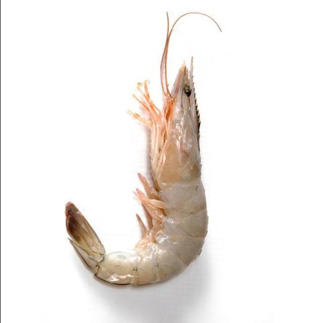 Shrimple Image Segmentation Instance Segmentation Model by PyoPyo