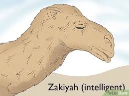 camel Object Detection Dataset by iris project