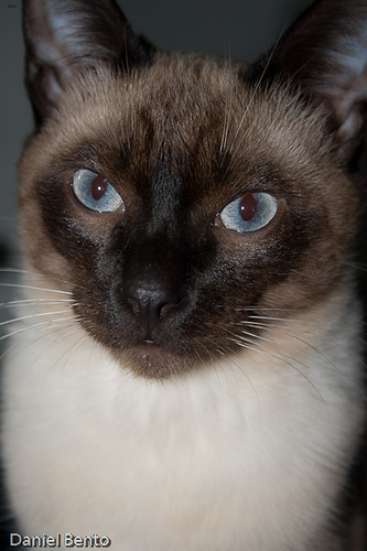 Cat Face Detection Object Detection Dataset And Pre Trained Model By