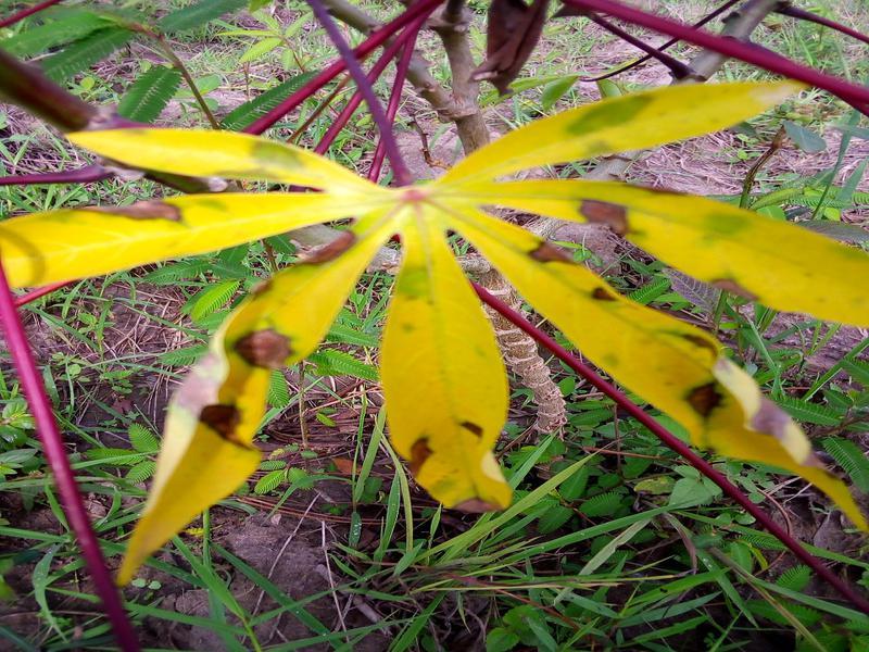 Penyakit Daun Singkong Object Detection Dataset V5 2024 11 22 3 34pm