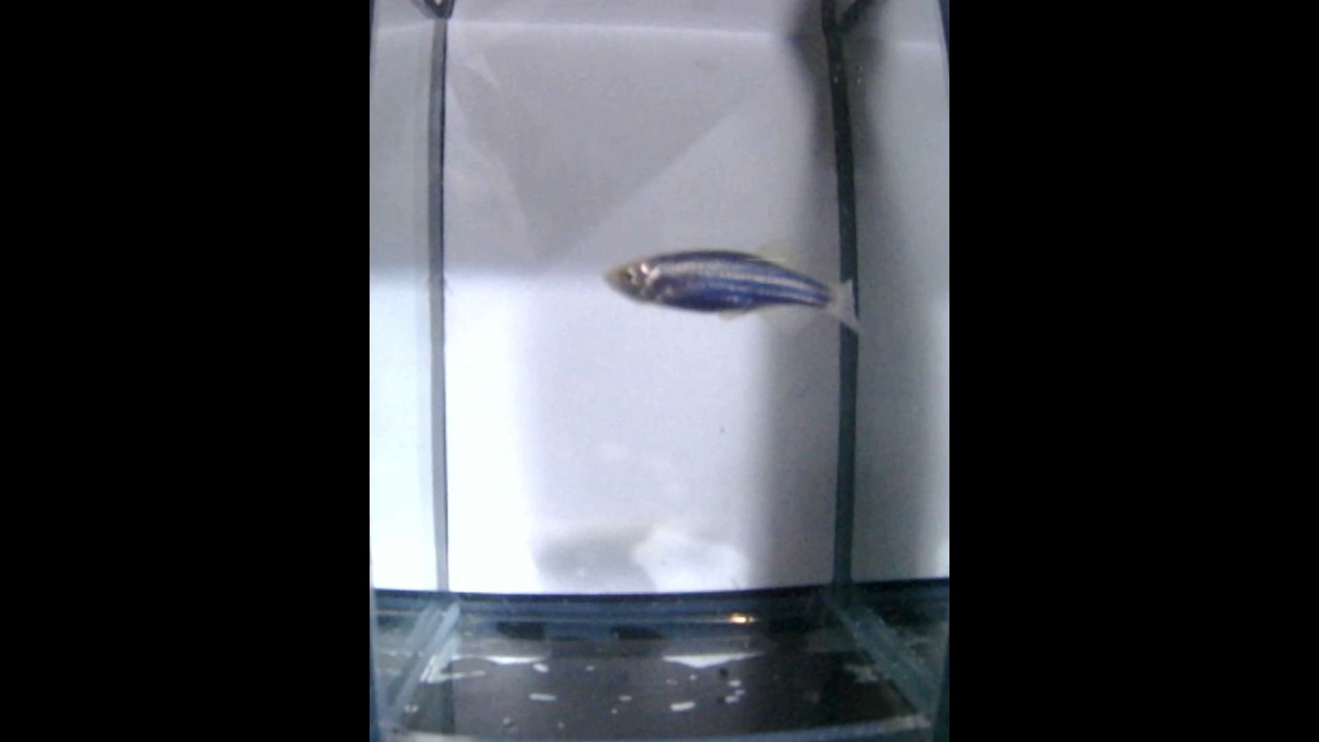 fish classes onlyy Object Detection Model by Nanyang Technological University