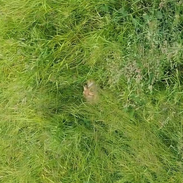 Annotations Test Object Detection Dataset By Projekt Wildtierrettung