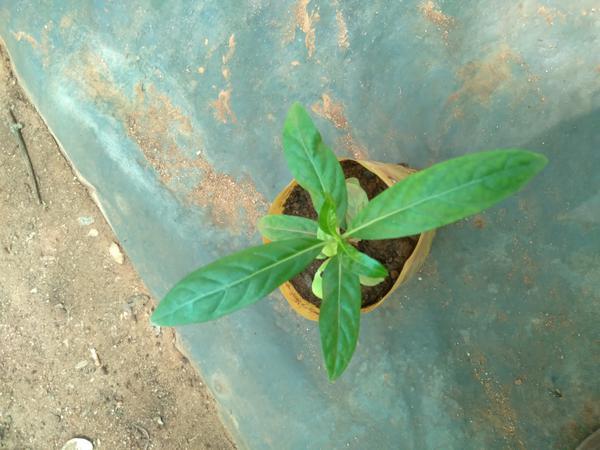 Medcinal Plant Classification Object Detection Dataset By Cyberpunk