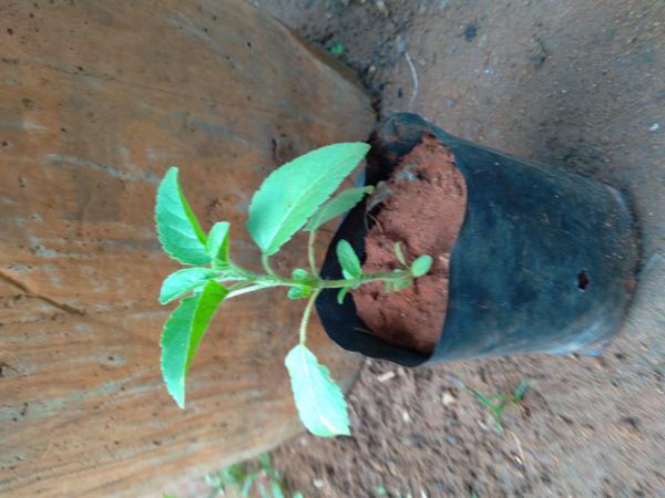 Medcinal Plant Classification Object Detection Dataset By Cyberpunk