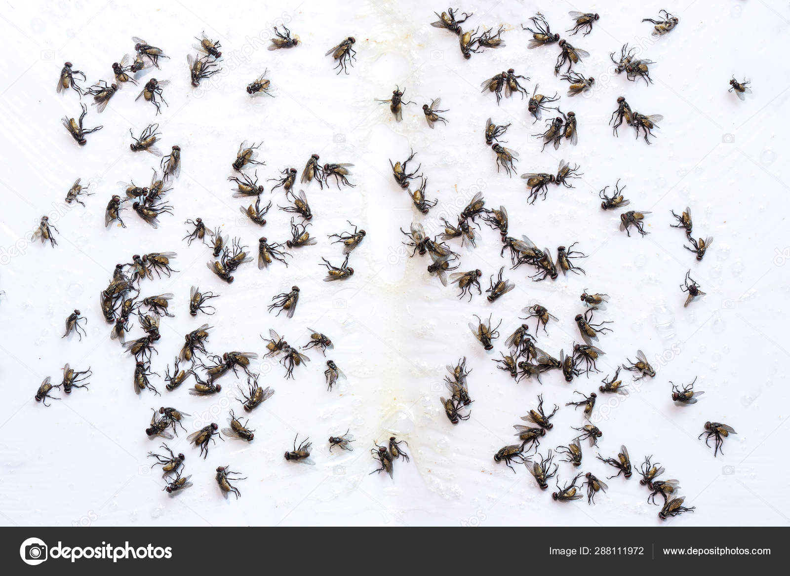 How to Use the flies counting Object Detection API