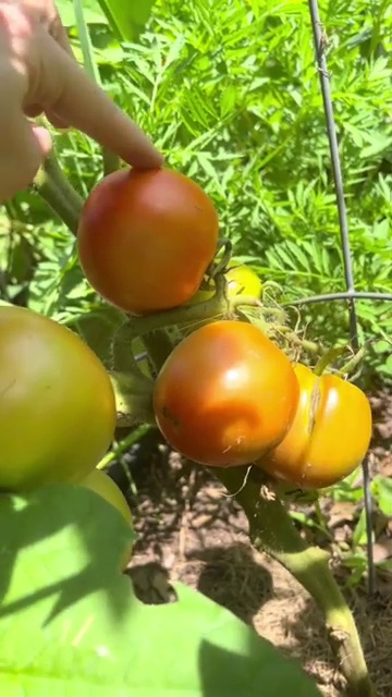 Tomato S Object Detection Dataset And Pre Trained Model By Tomato Dataset