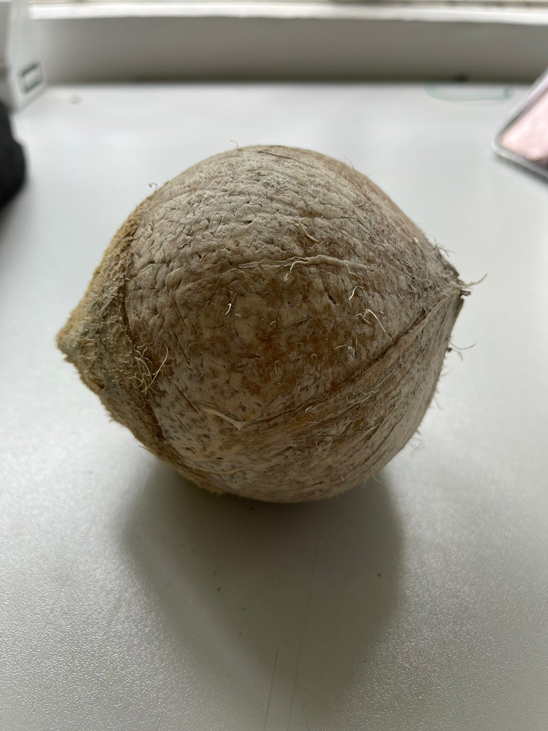 coconut Object Detection Dataset and Pre-Trained Model by Jack 00