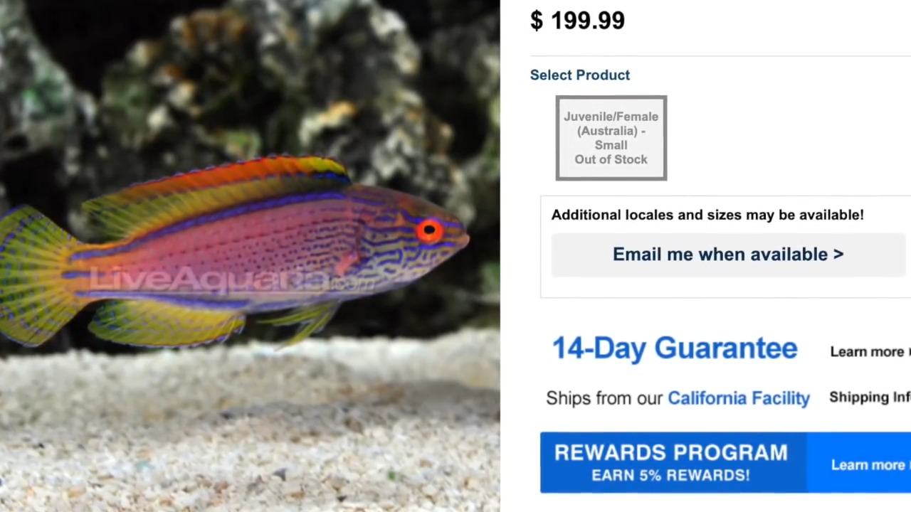 Coral Reef Bleaching Object Detection Model by Sabrina