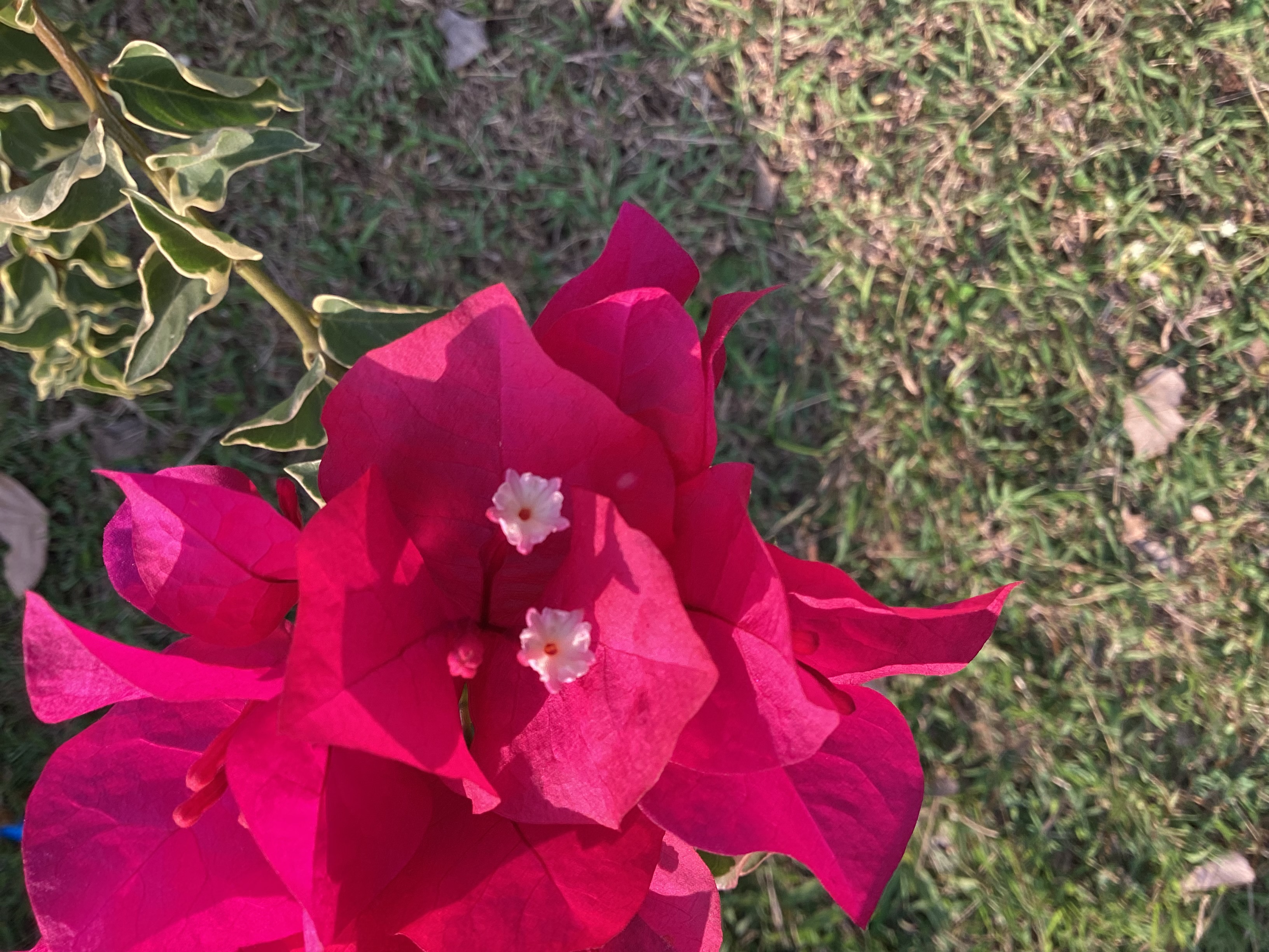 flower bougainvillea calendula Object Detection Dataset and Pre-Trained Model by yuwathida