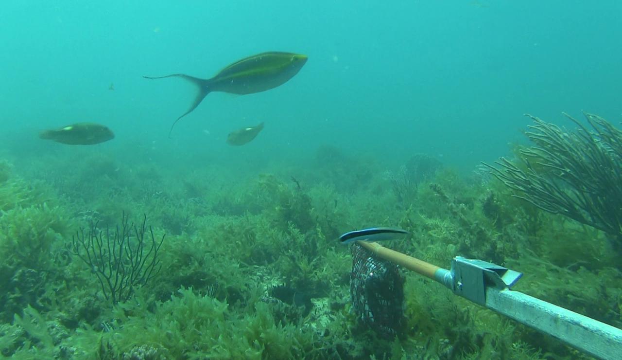 ozfish Object Detection Dataset by Veer Kalburgi