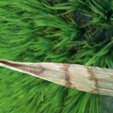 Rice Leaf Disease Detection Classification Dataset by Rice Leaf Disease