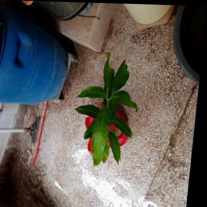 Mango Object Detection Dataset and Pre-Trained Model by dhruv