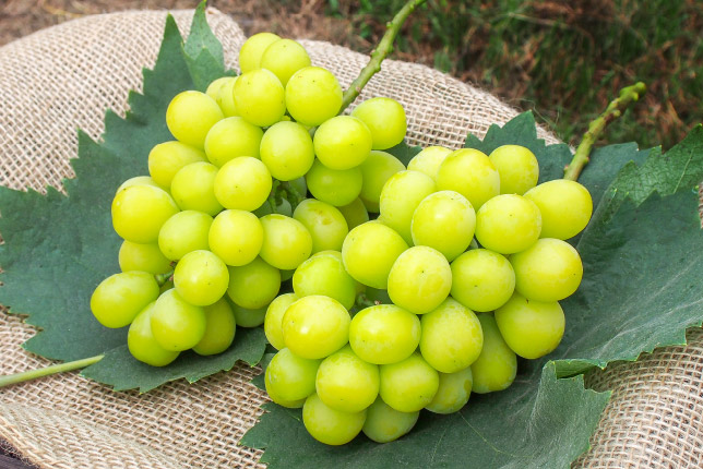 grape Object Detection Dataset by Tsukasa Kobayashi