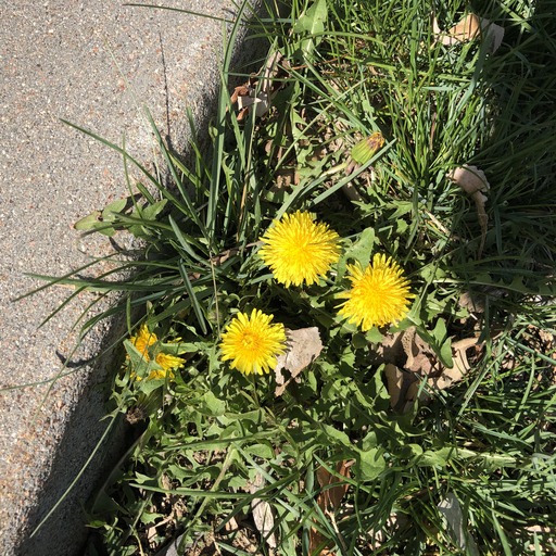 daisy & dandelion Object Detection Dataset by UDG