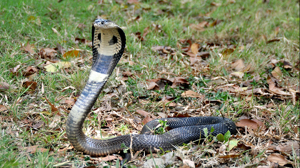 How to Use the snakes Object Detection API