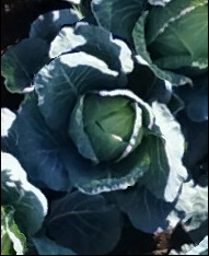 Pose-Estimation Keypoint Detection Dataset by Cabbage