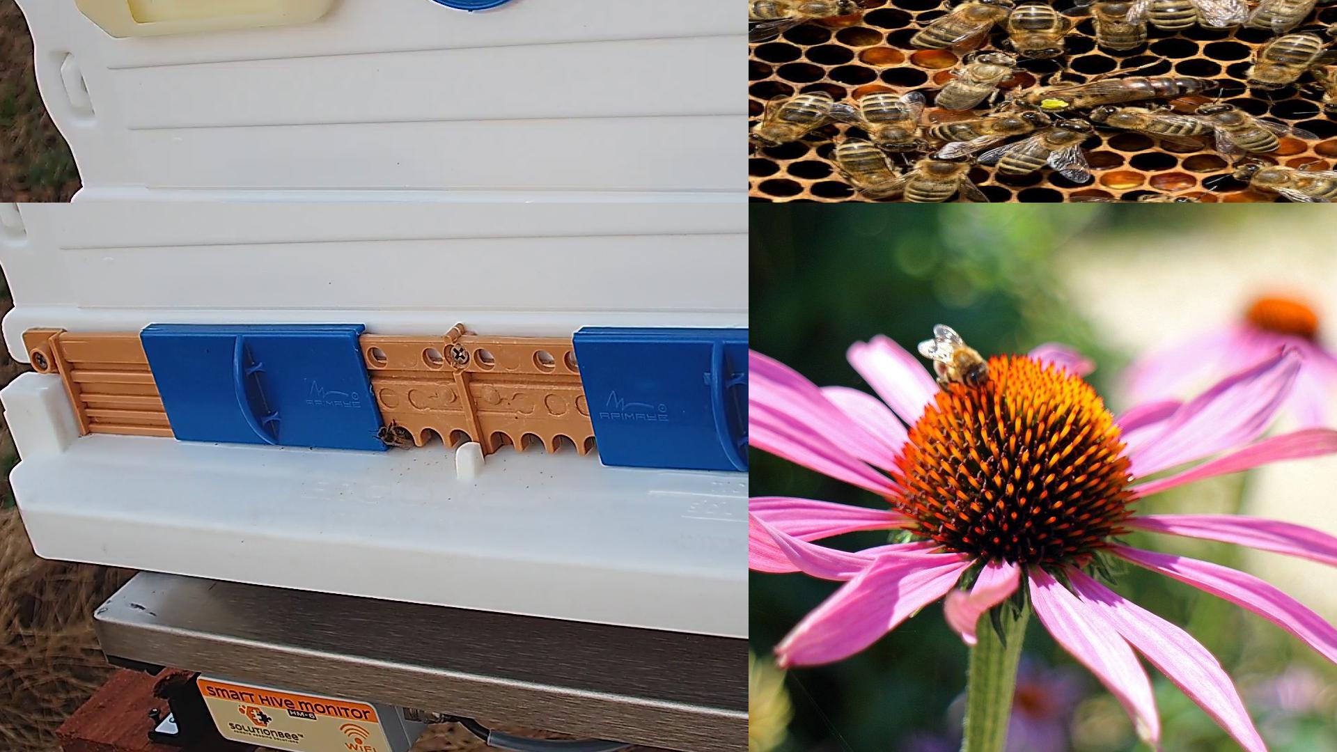Honey Bees Detection Object Detection Dataset And Pre Trained Model By Multimedije