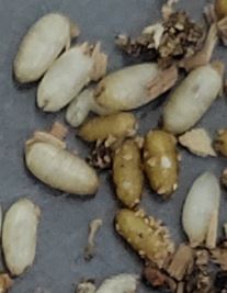 medfly_pupae_detection Object Detection Dataset by athanasios kokkinhs