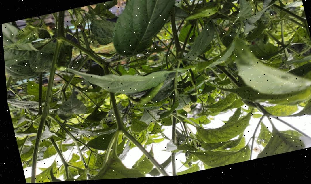 Chili Diseases Object Detection Model by Diseases