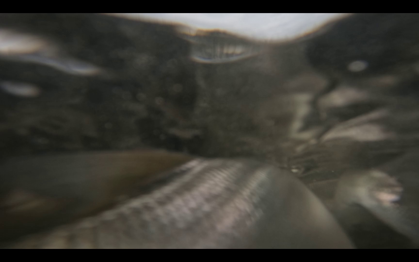 Milkfish disease Object Detection Dataset by nahumquiros