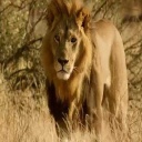 Wildlife Alert Object Detection Dataset by Student