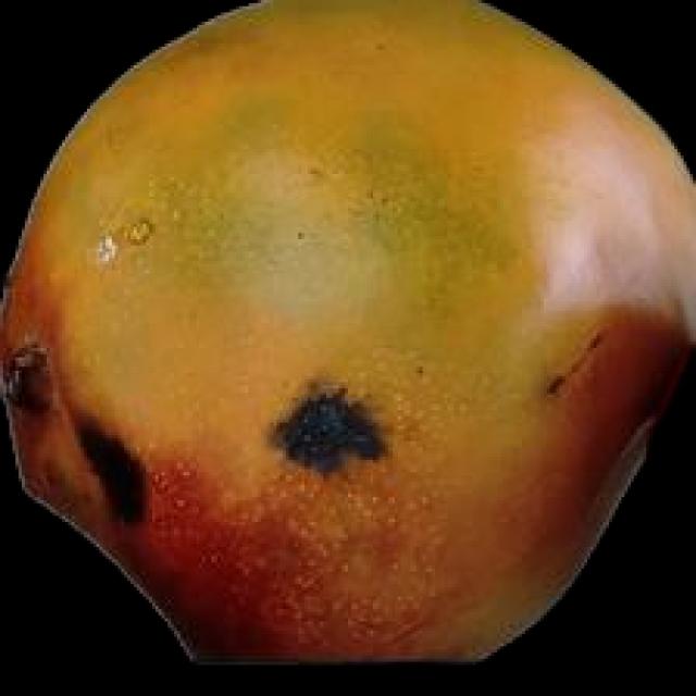 MANGO DATA SET Object Detection Model by EcoYield