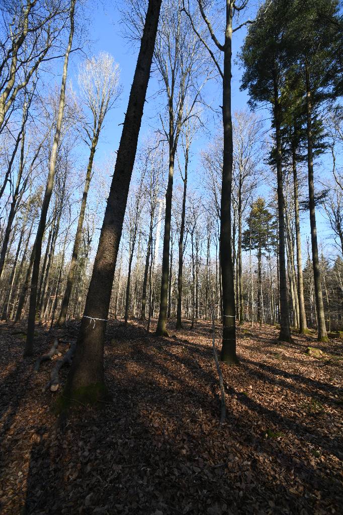 Stem Segmentation Instance Segmentation Dataset And Pre Trained Model By Wwd