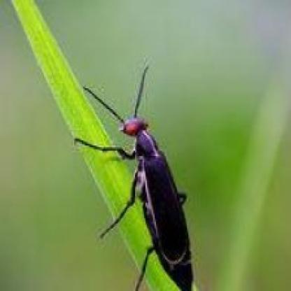 my insect 2 Object Detection Dataset and Pre-Trained Model by my insect