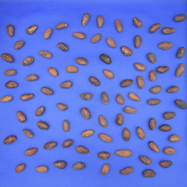 Cacao Bean Detection Trial 02 Object Detection Dataset By Cocoa Vision