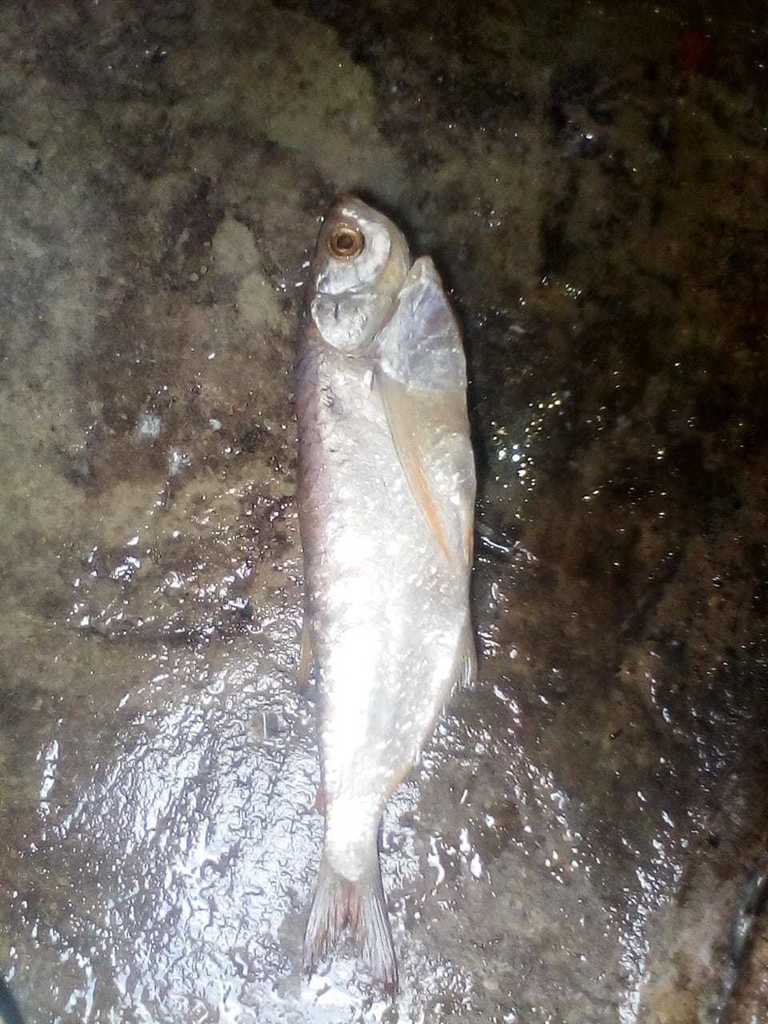 Datasets (datasets-mu9nf) - Roboflow Universe