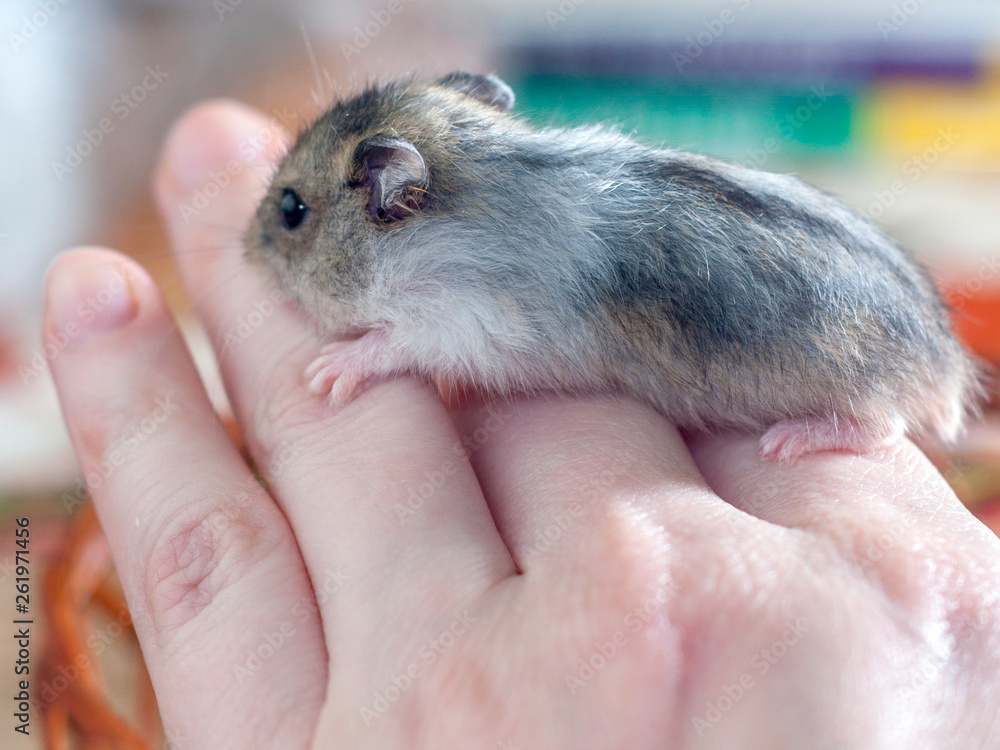 Detect_Hamster Object Detection Model by Dongmin