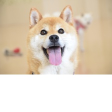 Dog Object Detection Dataset by practice